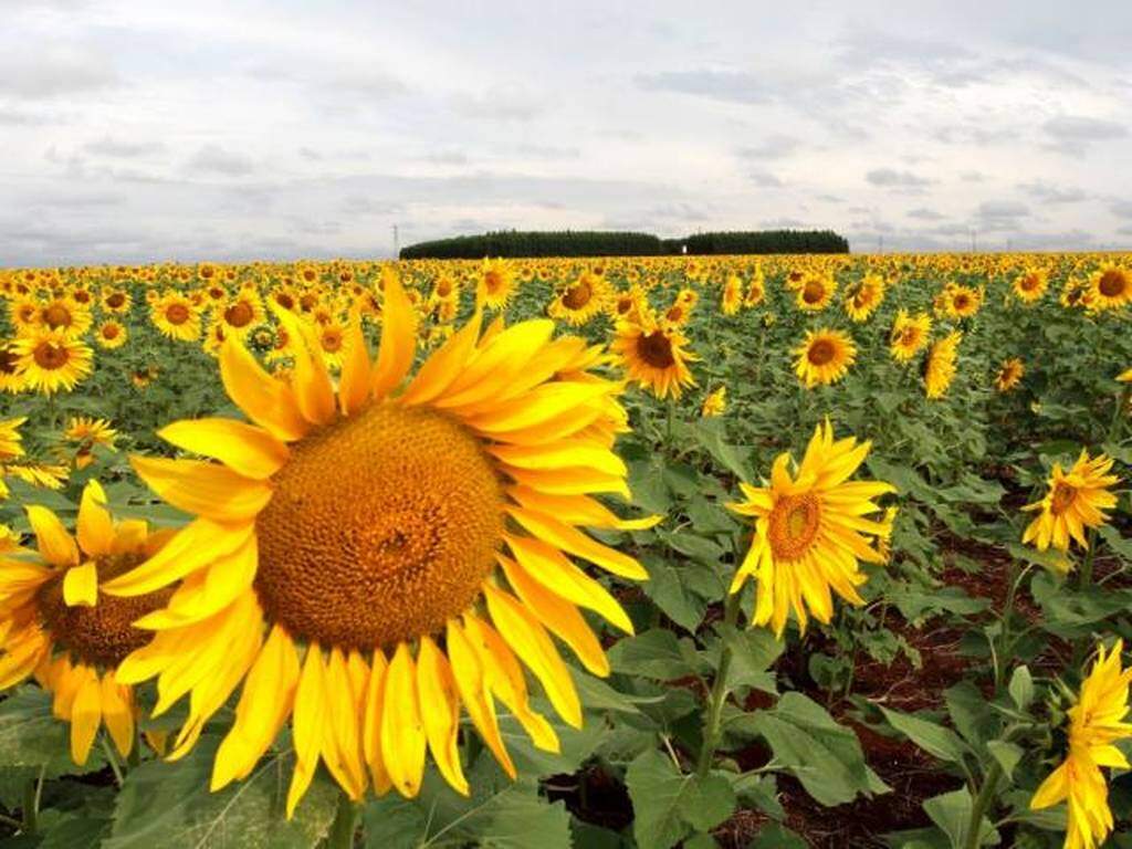 Temporada de girassóis volta a encantar, mas com um apelo do dono neste ano - Comportamento ...