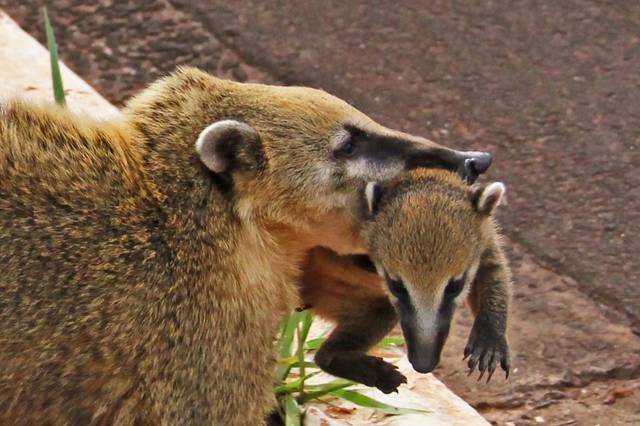Quatis Param Trânsito no Parque dos Poderes em Campo Grande MS - 04/11/2014