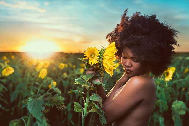 Temporada de girassóis volta a encantar, mas com um apelo do dono neste ano - Comportamento ...