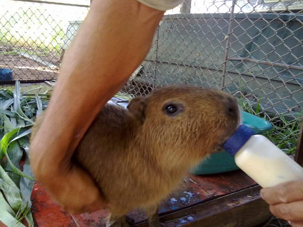 Órfão, filhote de capivara recebe cuidados por dois meses em fazenda ...