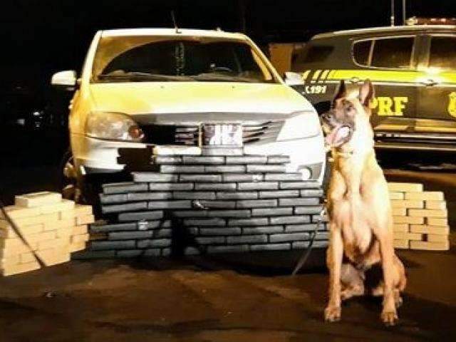 Com Cães Farejadores Prf Acha 106 Kg De Cocaína Em Fundo Falso De