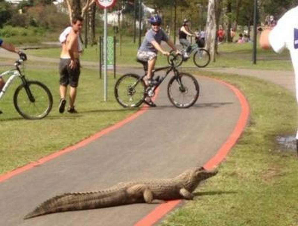 Lenda viva de Curitiba, jacaré do Pantanal virá para Campo Grande ...
