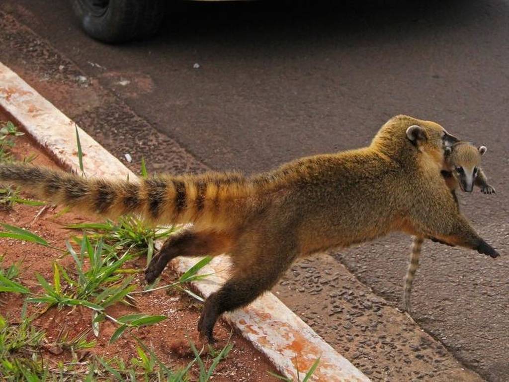 Filhotes de quatis exigem mais cuidado de motoristas, alerta secretaria ...