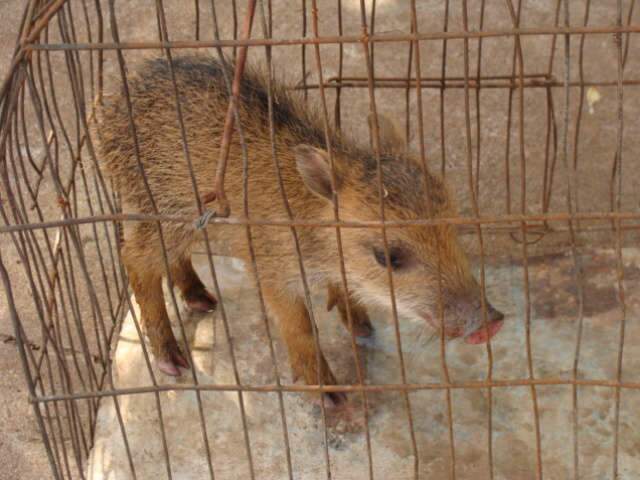 PMA recolhe filhote de cateto em área industrial de Três Lagoas ...