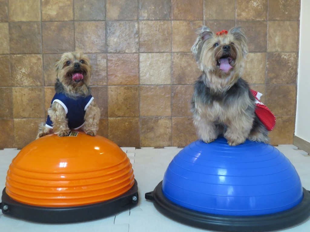 Pilates para Cães: Exercícios com Donos em Campo Grande MS - Studio ...