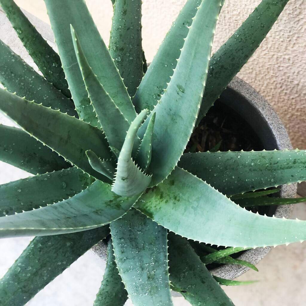 Para cuidar da pele e cabelos, babosa é a planta ideal - Trilha ...