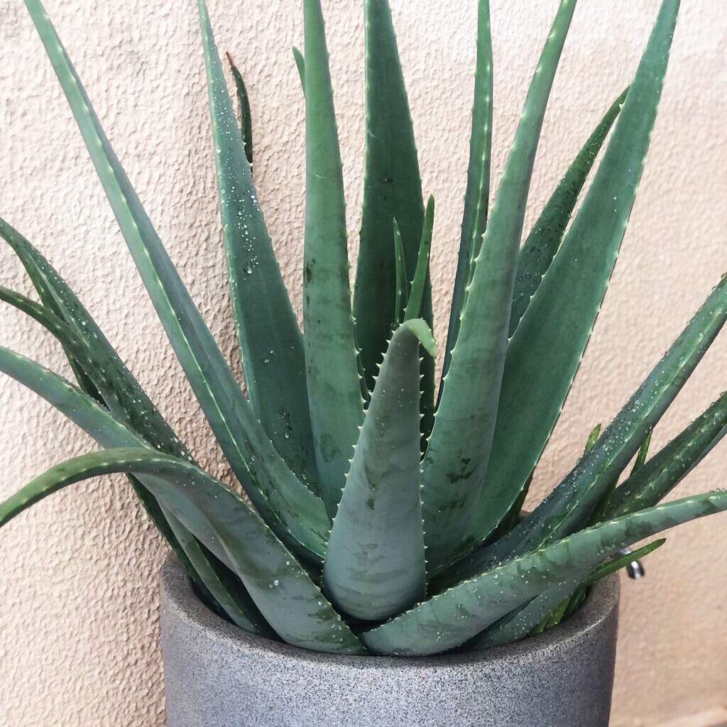 Para cuidar da pele e cabelos, babosa é a planta ideal - Trilha ...