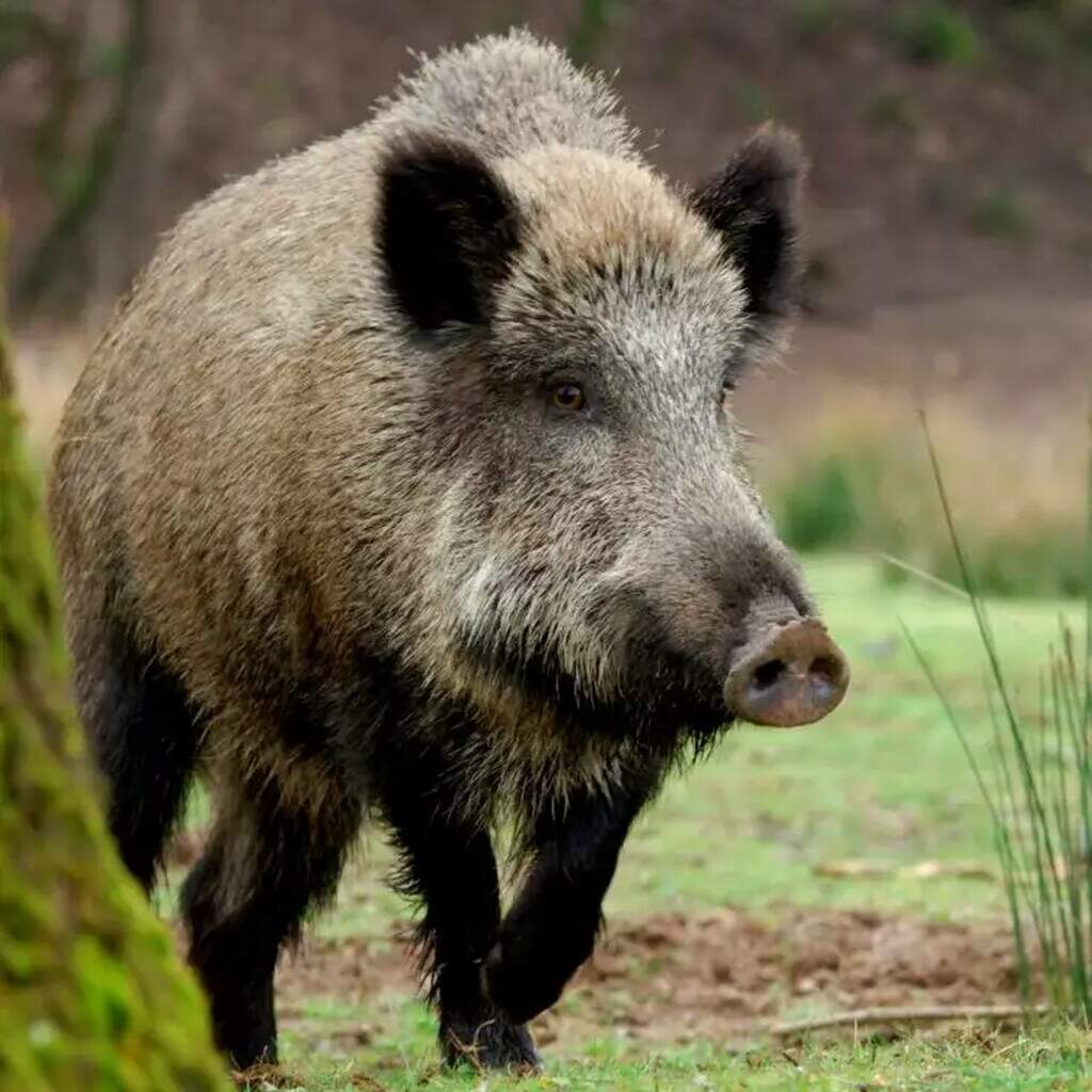 Javali é único animal que pode ser caçado por quem conseguiu ...