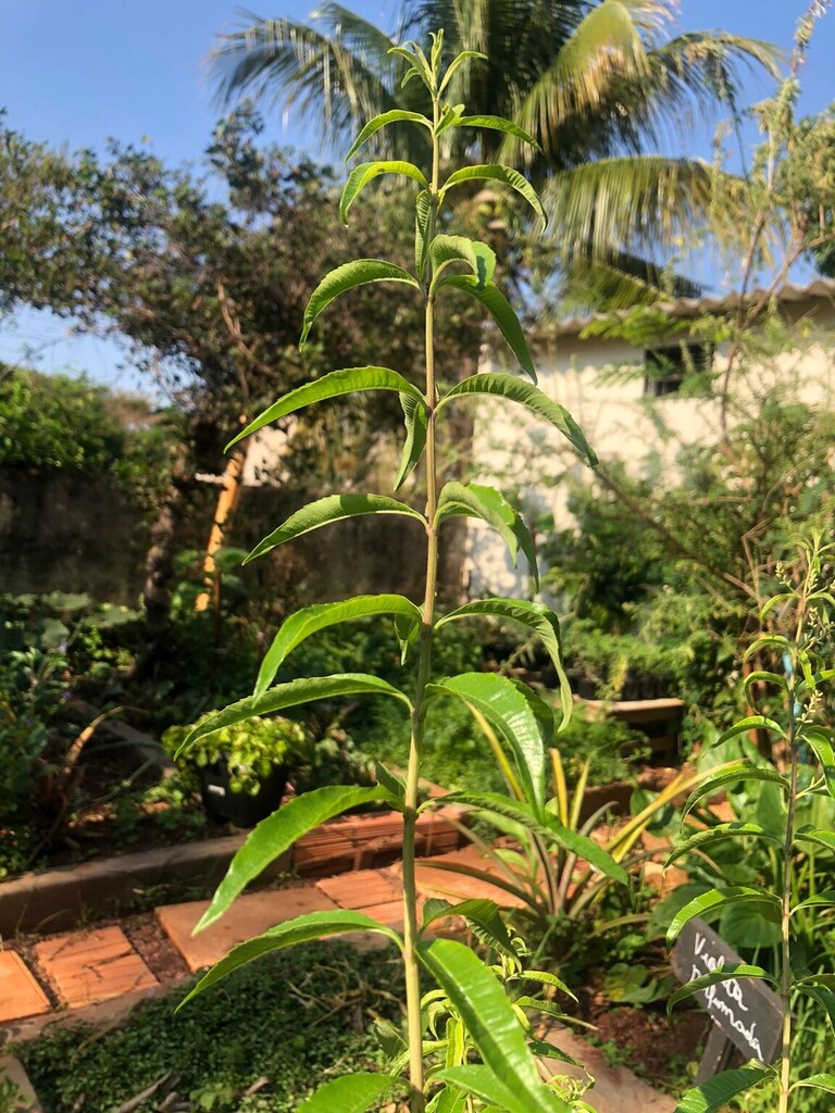 Coloque a mão na terra e cultive ervas relaxantes - Trilha Orgânica ...