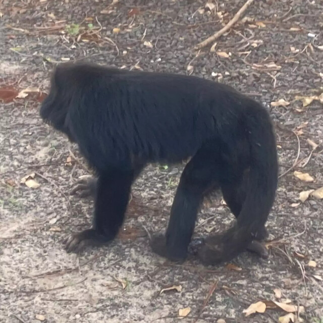 Macaco Bugio Visto em Rua de Campo Grande: Resgate e Cuidados com ...