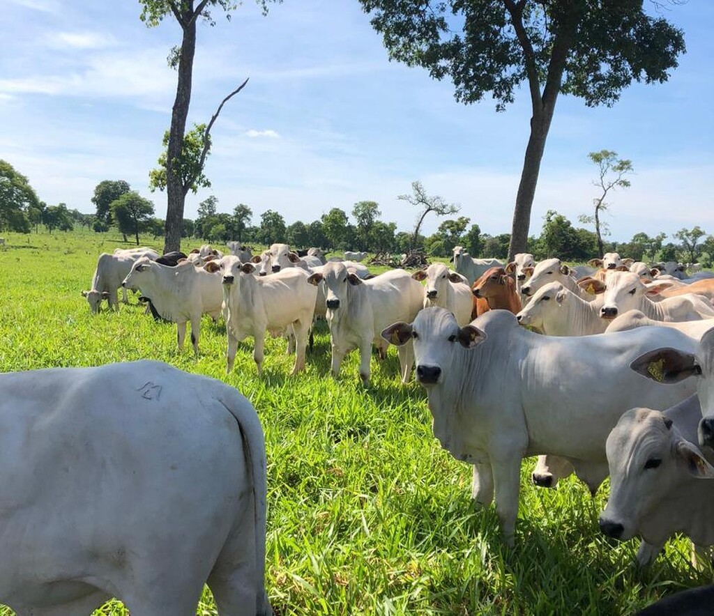 Novilho precoce abatido em MS é 20 kg mais pesado que a média nacional ...