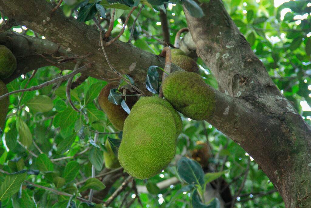 Se rodar a cidade, dá para comer seriguela, amora e jaca de graça ...