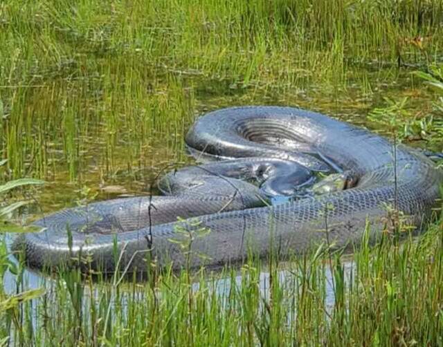Em Bonito, moradores tem sucuri gigante de vizinha e macaco-prego ladrão de ovos - Meio Ambiente ...