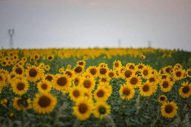 Sucesso em fotos da galera, campo de girassóis voltou com tudo - Diversão - Campo Grande News