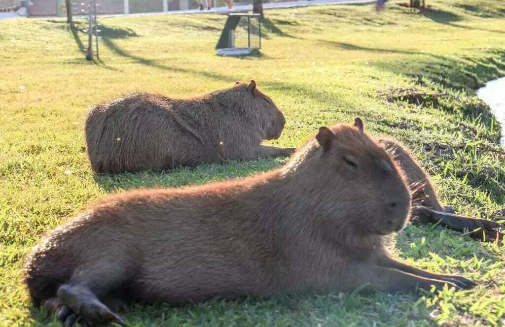 No Dia da Capivara, estudo mostra que Capital tem, no mínimo, 5 mil ...