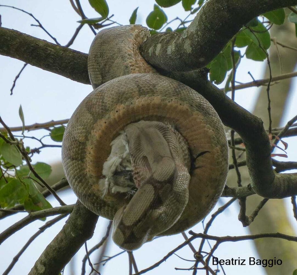 População de jiboias cresce é a nova grande atração no Parque dos ...