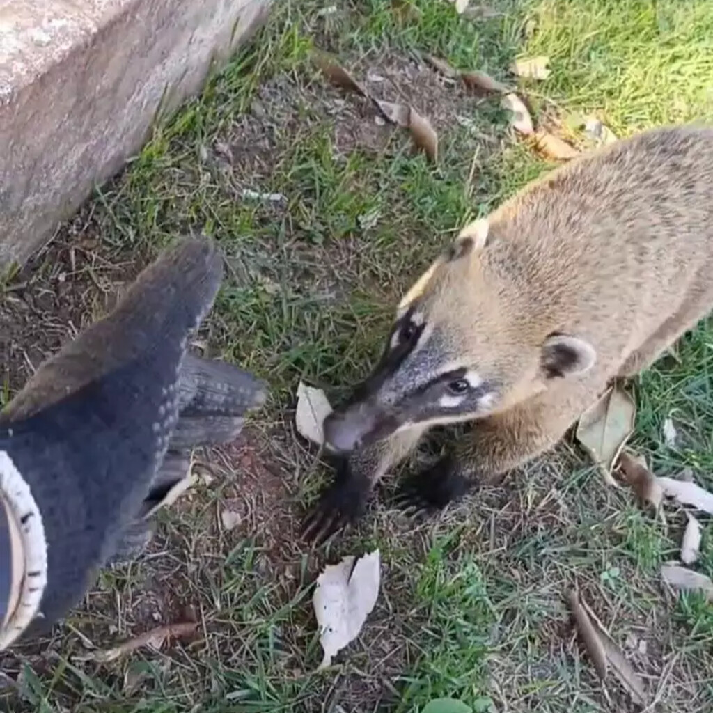 Em busca de comida, bando de quatis “saqueia” lixeira e surpreende ...