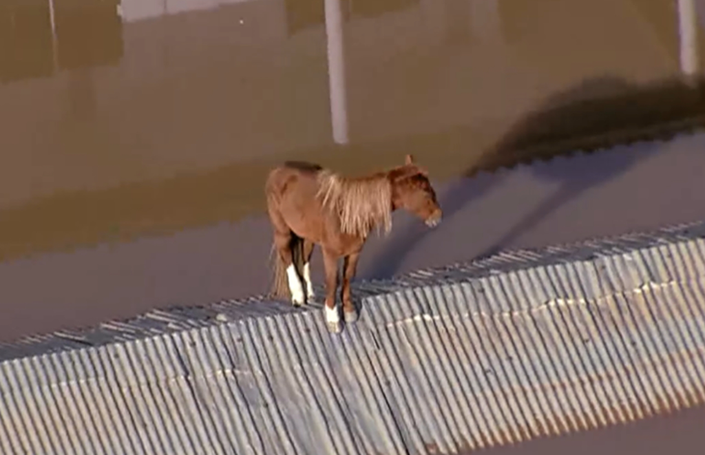 Após salvar cavalo de telhado, veterinário ensina como fazer resgate no ...