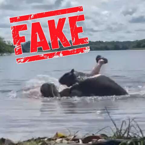 Menina Atacada por Capivara em Ciénaga, Colômbia - Vídeo Viral