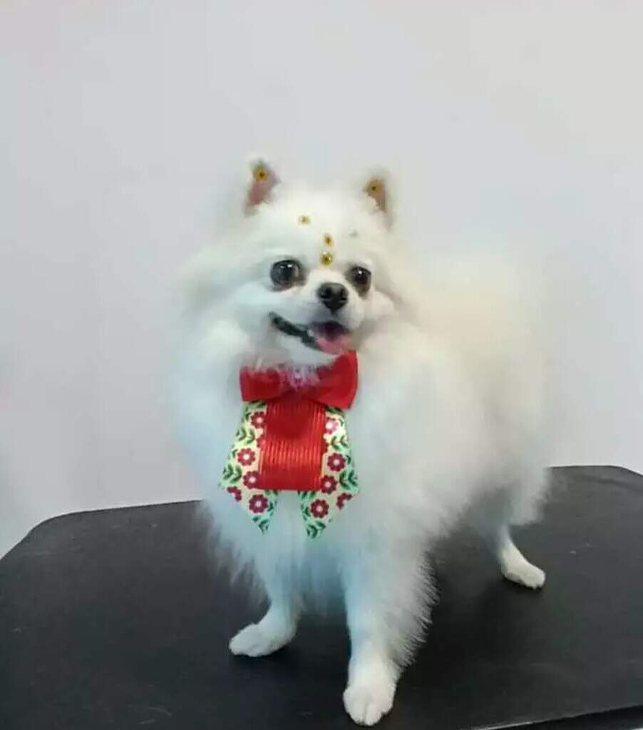 Cachorrinha Mili desaparece no Bairro Universitário em Campo Grande