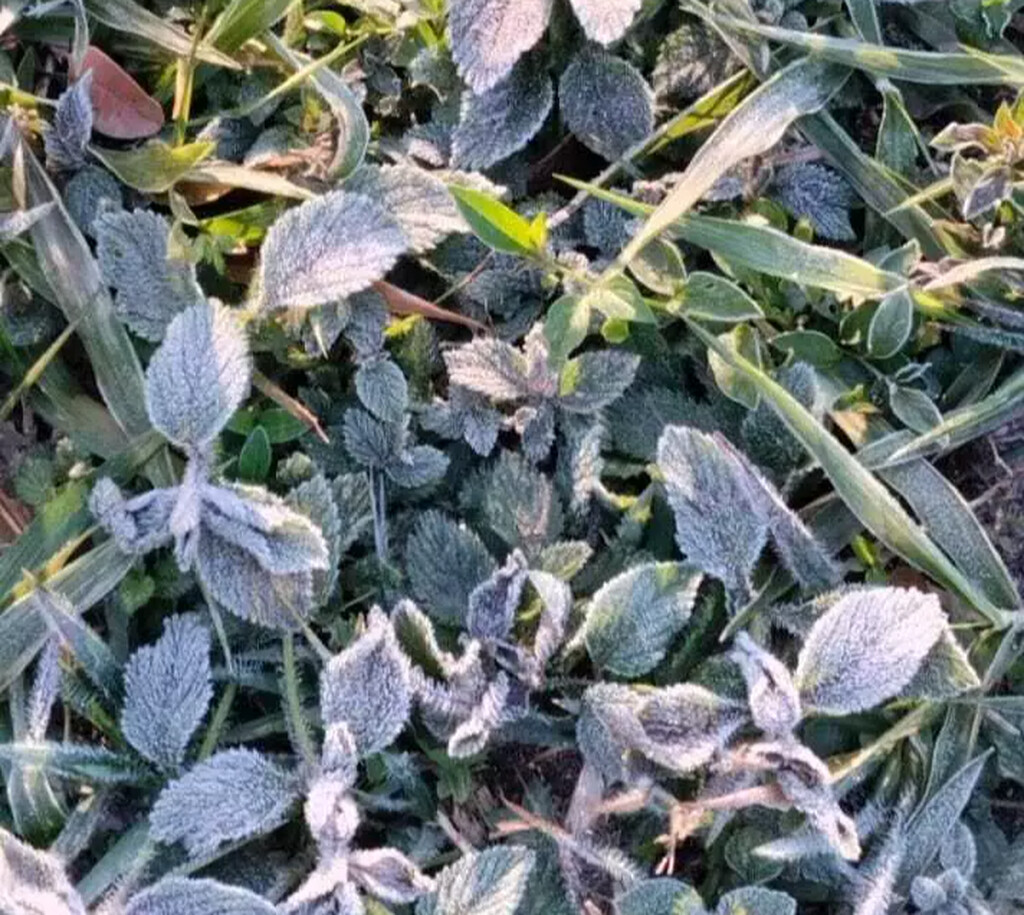 Clima: Geada atinge 14 cidades de MS com temperatura chegando a -2°C