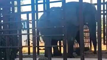 Elefanta Kenya chega a santuário em MT após 3,6 mil km de viagem