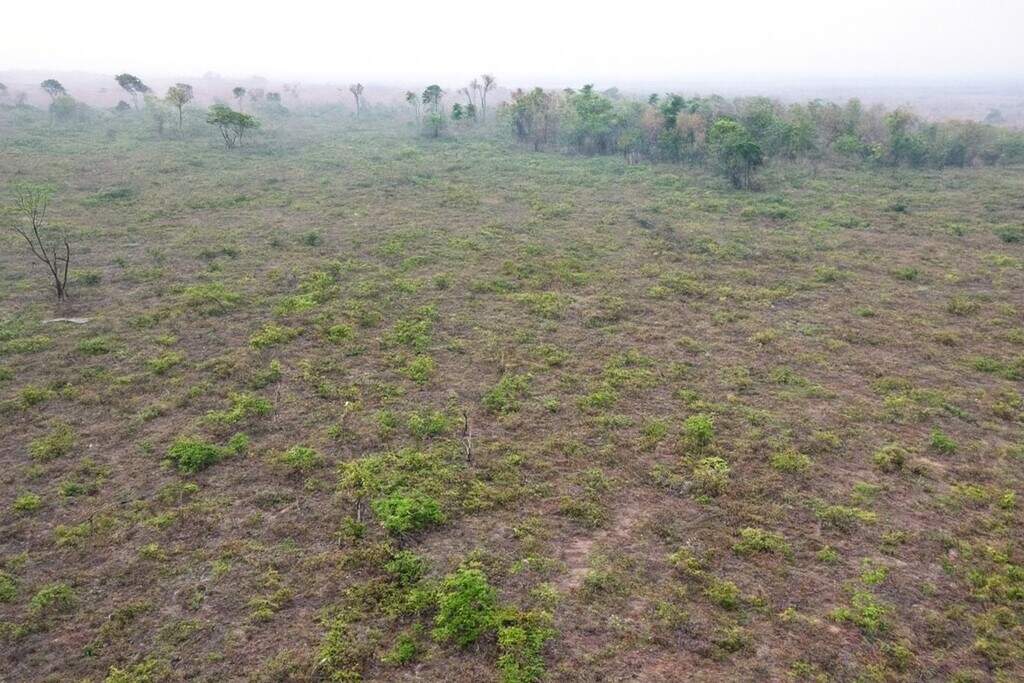 Fazendeiro é multado em R$ 290 mil por desmatamento no Cerrado