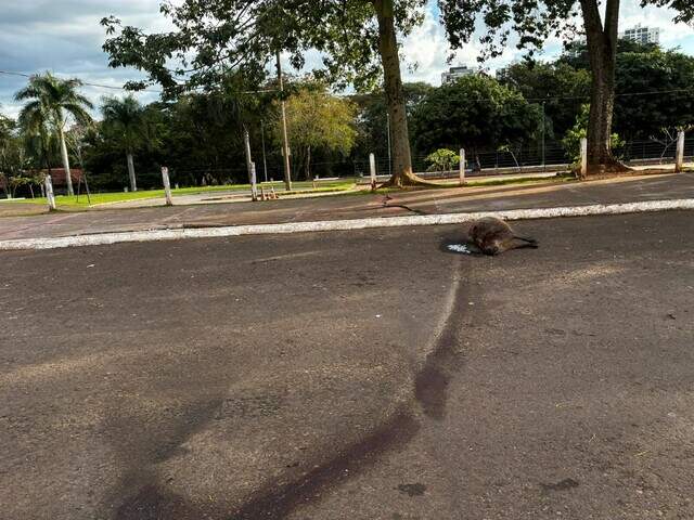 Capivara é encontrada morta na Afonso Pena em Campo Grande